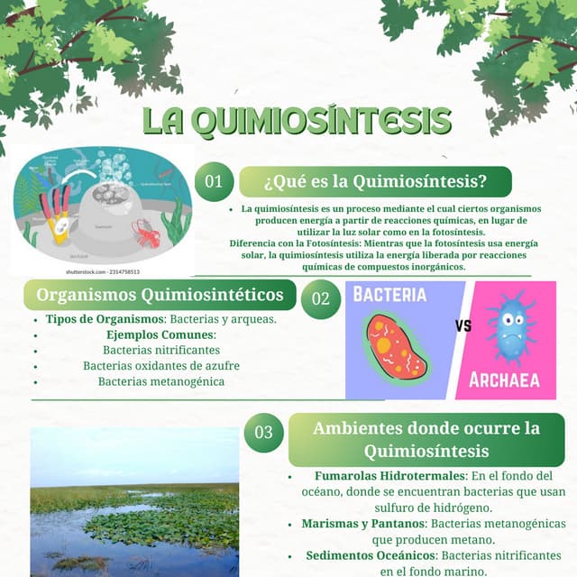 la_quimiosintesis infografia njjiijijjnj | PDF