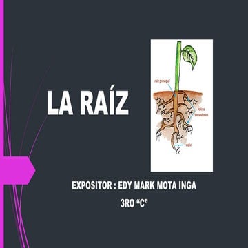 LA RAIZ CONCEPTO Y SUS PARTES TIPOS Y EJEMPLOS | PPTX