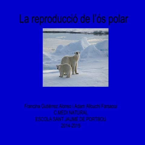 La reproducció de l’ós polar | PPT