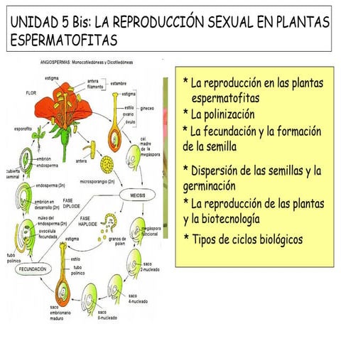 Tropismos y nastias | PPTX