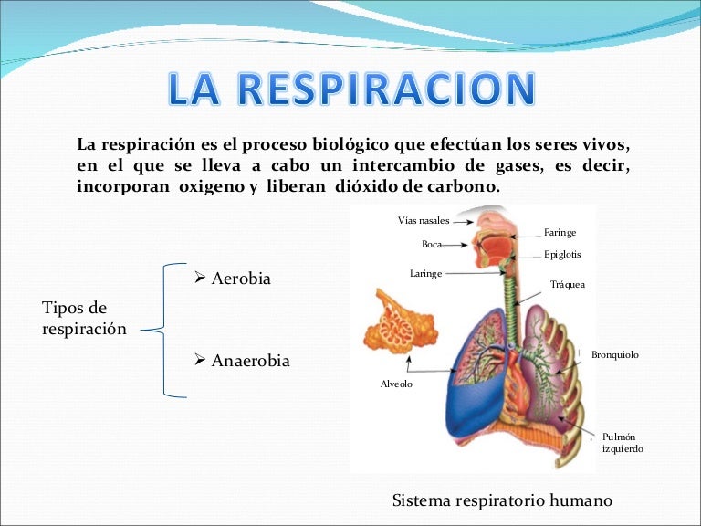 La respiracion clase