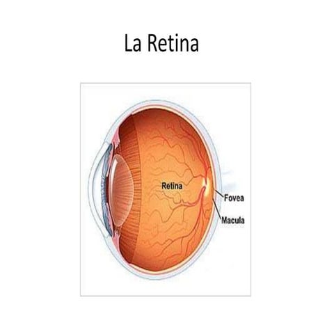 La retina | PPTX