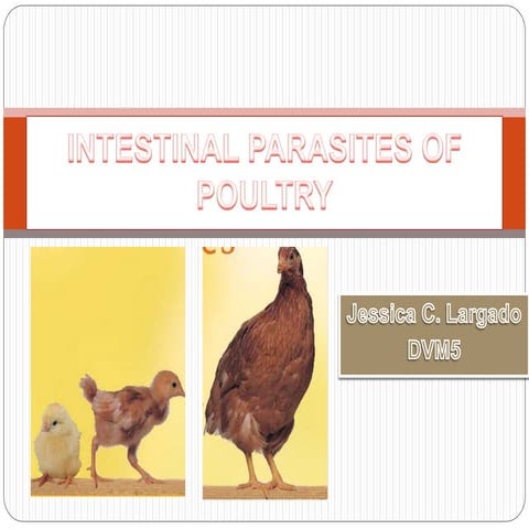 Intestinal Parasites of Poultry | PPTX