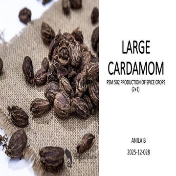 LARGE CARDAMOM cultivation uses and benefits.pptx