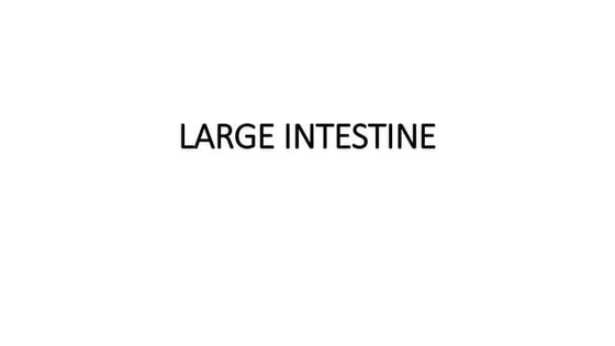 L8-The Large Intestine presentation on.ppt