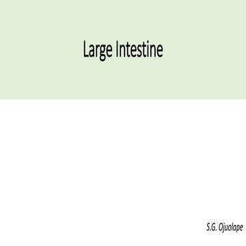 Large Intestine.pptxjdhdhdjdjdjdjdjehdhdh | PPT