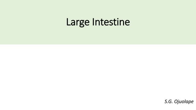 Veterinary anatomy of intestine | PPTX | Dogs | Pets