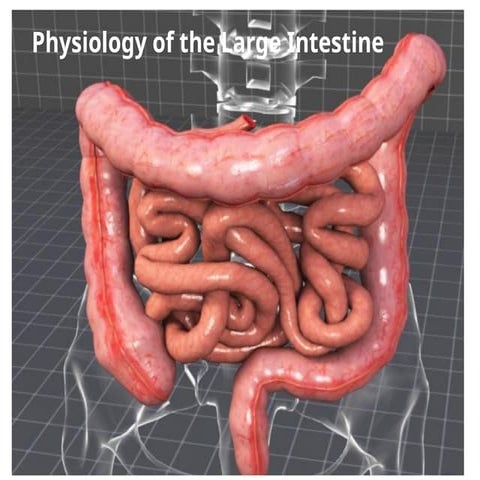 Large intestine 2018.pptx. a detailed | PPTX