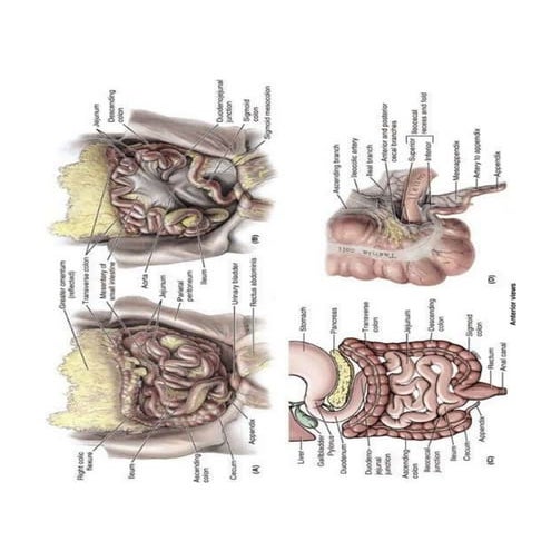 Large Intestine New Anatomy with Applied Aspect.pdf