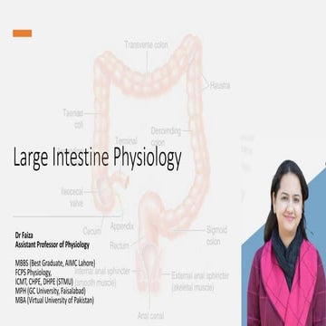 Large Intestine Physiology | PDF