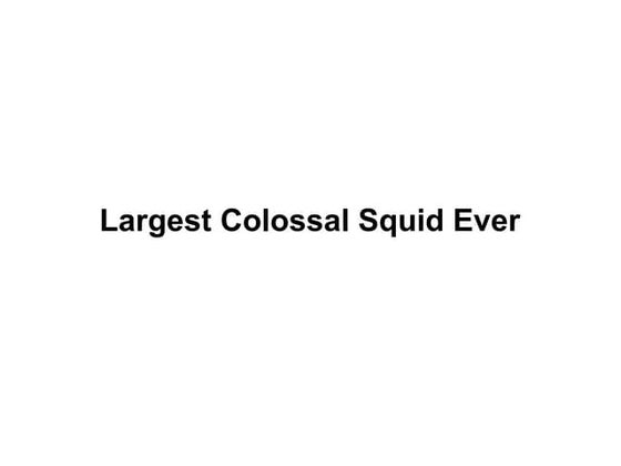 Giant Squid | PPT