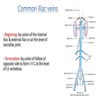 large veins of thorax & abdomen.pptx
