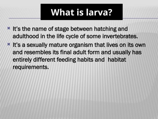 Larval Stage in Different Animal | PDF