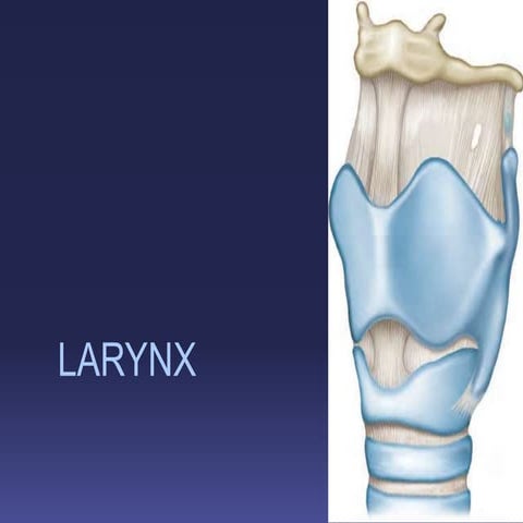 Larynx | PPTX