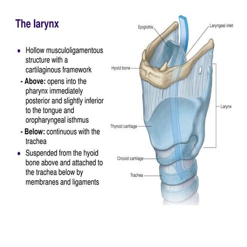 Anatomy of Larynx.pptx