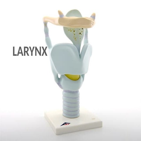 Anatomy of Larynx.pptx