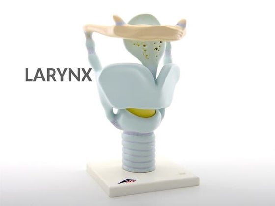 ANATOMY OF LARYNX.pptx, mbbs, ear nose throat | PPT