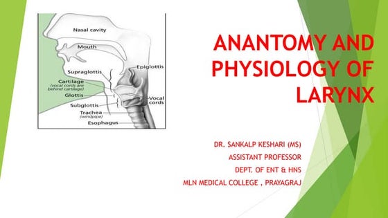 Histology of pharynx & larynx | PPTX