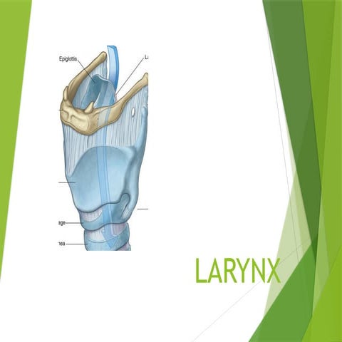 Larynx and Trachea,bronchial tree thoracic cage and intercoastal space.pptx