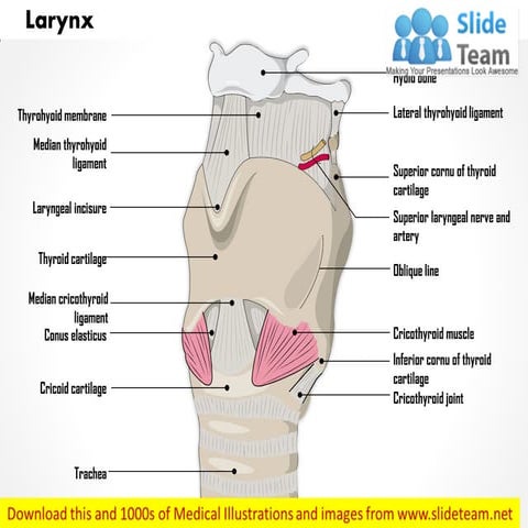 Lateral cross sectional view of head and neck laryngeal anatomy medical ...
