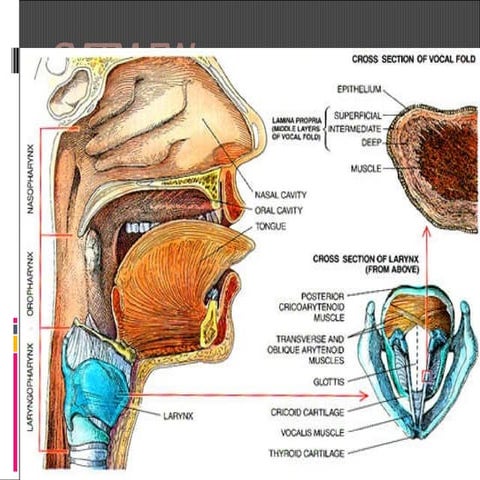 Phonatory System- Anatomy & Physiology.pptx