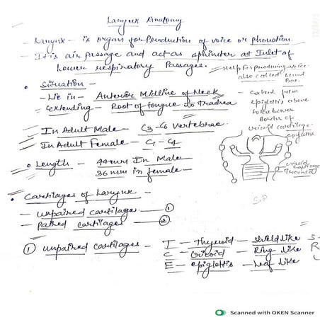 Larynx notes.pdf Anatomy subject or Rachana Sharir | PDF