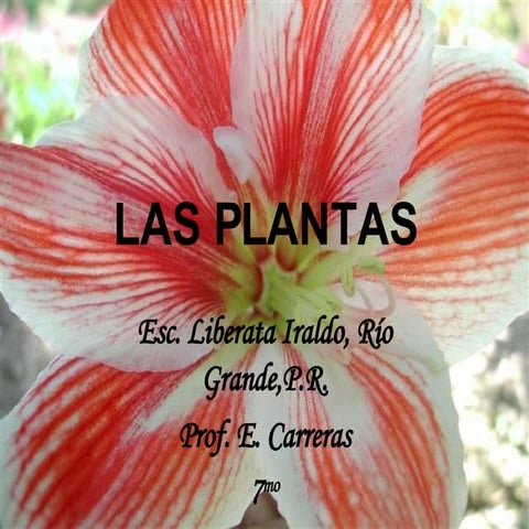 Las Plantas | PPT