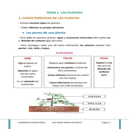 Las plantas seres vivos esenciales para la vida | PDF