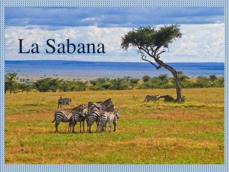 En la madrugada Flotar Majestuoso cuál es la sabana Autor Meditativo abrazo