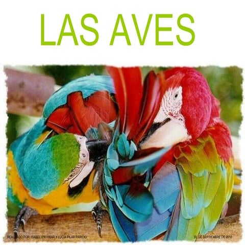 AVES.pptx Miercoles.pptx clasificacion de todas las aves | PPTX
