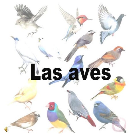 Las aves | PPT