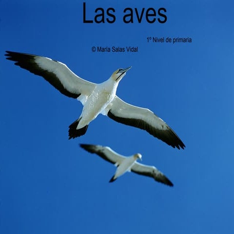 Las aves | PPT