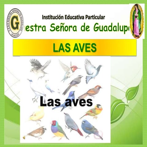 Las aves | PPTX