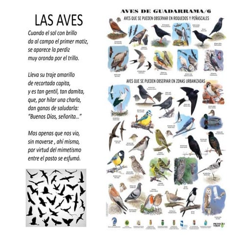 Las aves de mi colegio | PPTX