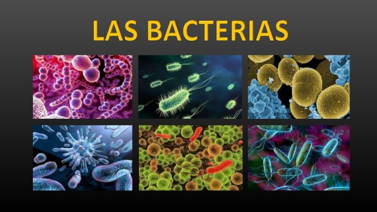 Cual Es La Ciencia Que Estudia Las Bacterias? – IUJLEO