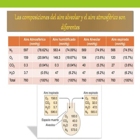 Las composiciones del aire alveolar y el aire atmosférico | PPTX
