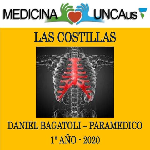 Números De Anatomía De Las Costillas Masa Torácica Como