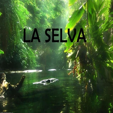 Proyecto La selva amazónica | PPT