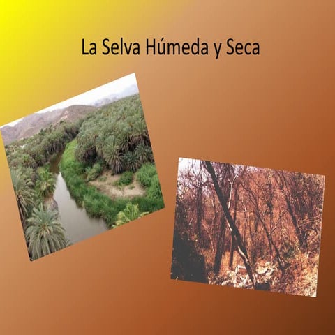 La selva húmeda y seca | PPTX