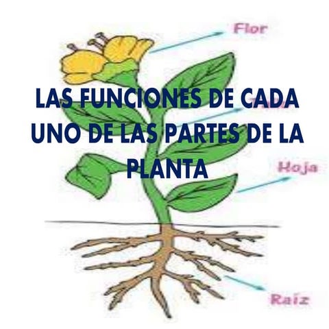 Partes Del Tallo De La Planta Ilustración De Estructura De La Planta