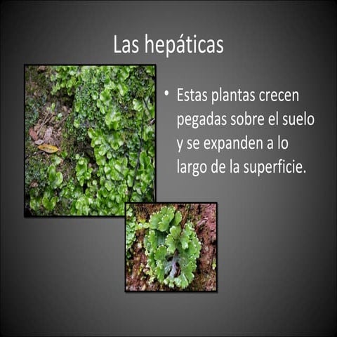 Las hepáticas | PPT