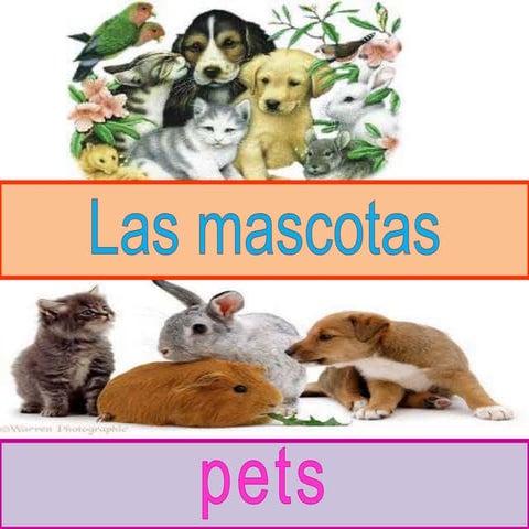 Las mascotas | PPT