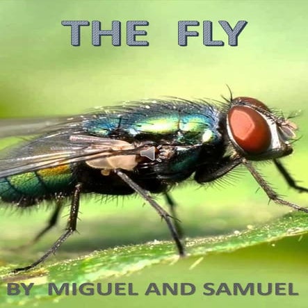 The Fly | PDF