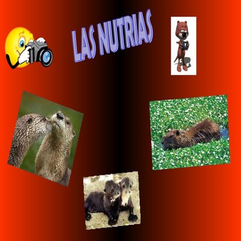 Las nutrias | PPT