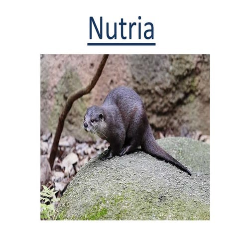 Las nutrias | PPTX