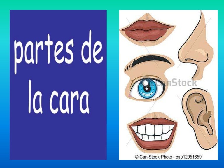 Las partes de la cara