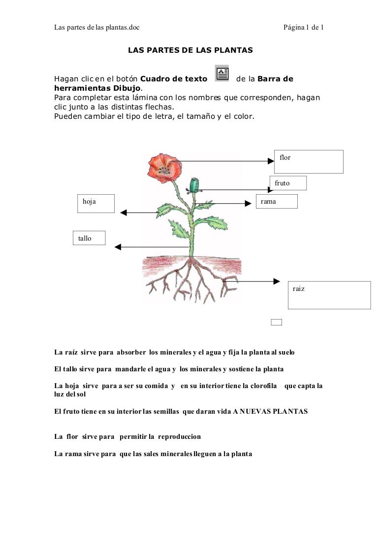 Las Partes De Una Planta Esquema De Una Planta Con Todas Sus Partes