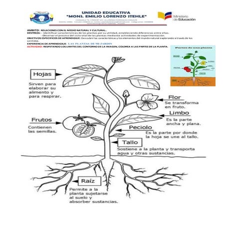 Hoja De Trabajo Sobre Tallos Y Hojas 1 Partes De La Planta Español