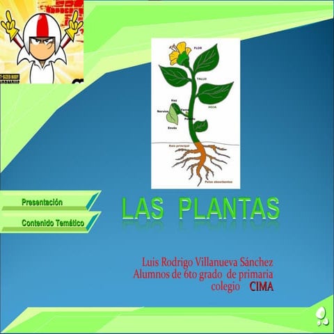 Las plantas | PPT