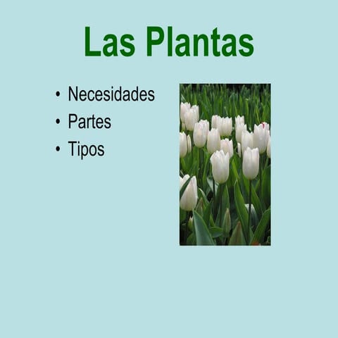 Las plantas | PPT